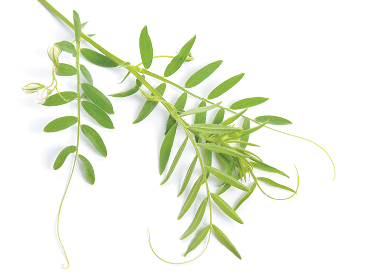 BASF - Product Profile | RevyPro